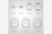 Baby First Teeth Chart, a Healthcare Illustration by Anna's Shop