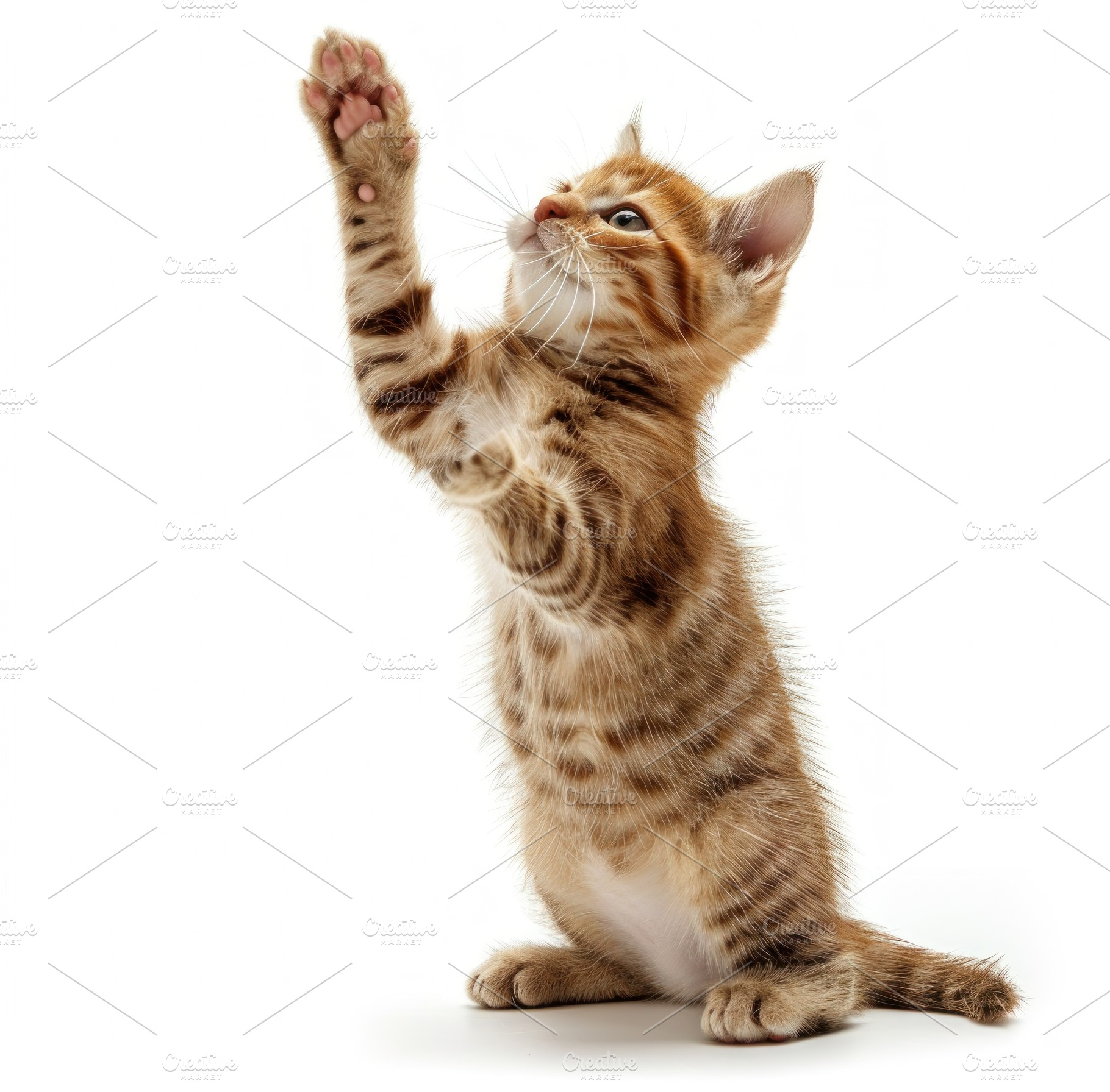 Tabby Kitten's Adorable Stand-up Moment Captured - Generative AI, an ...