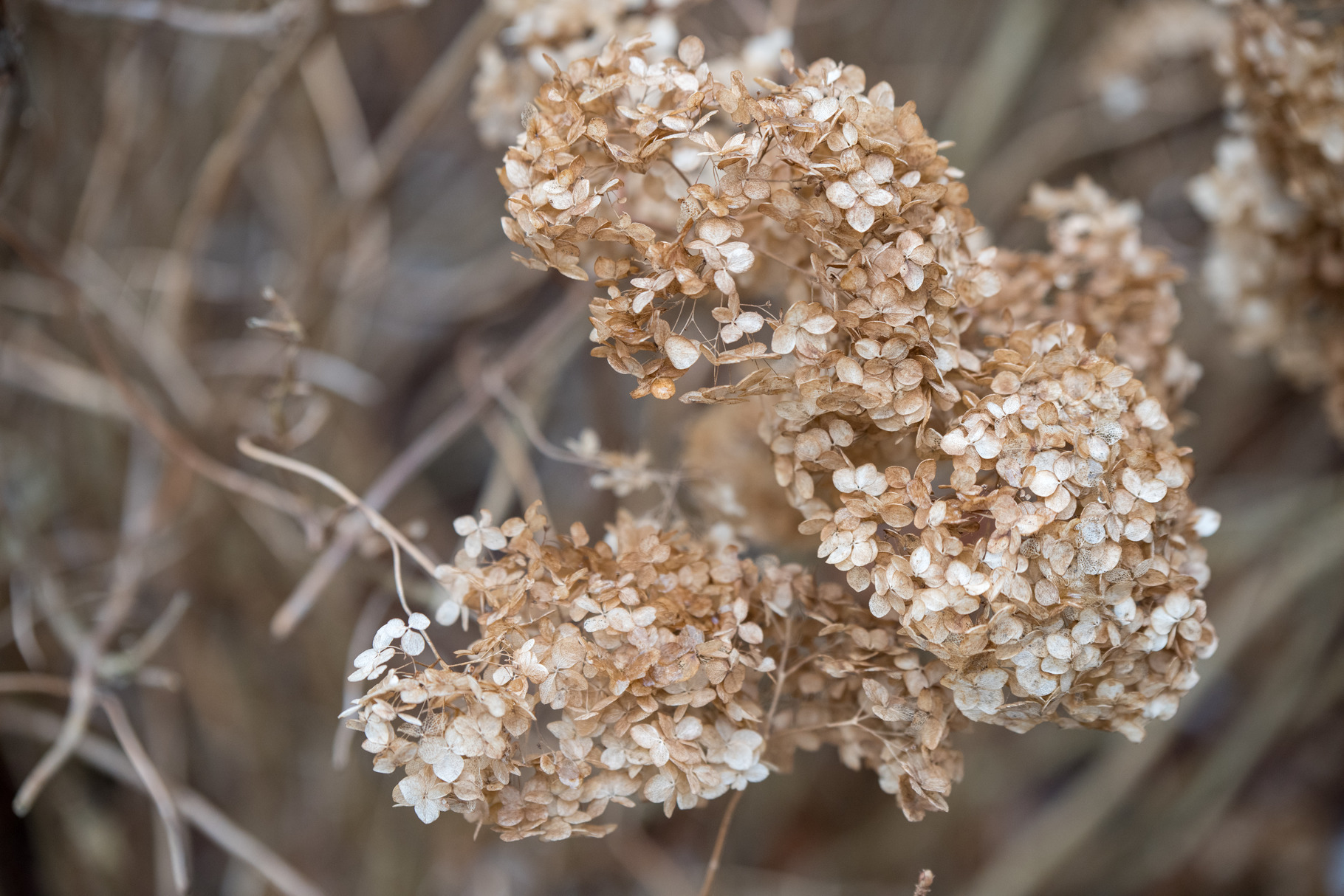 Dried old hydrangeas early spring containing flower, background, and ...