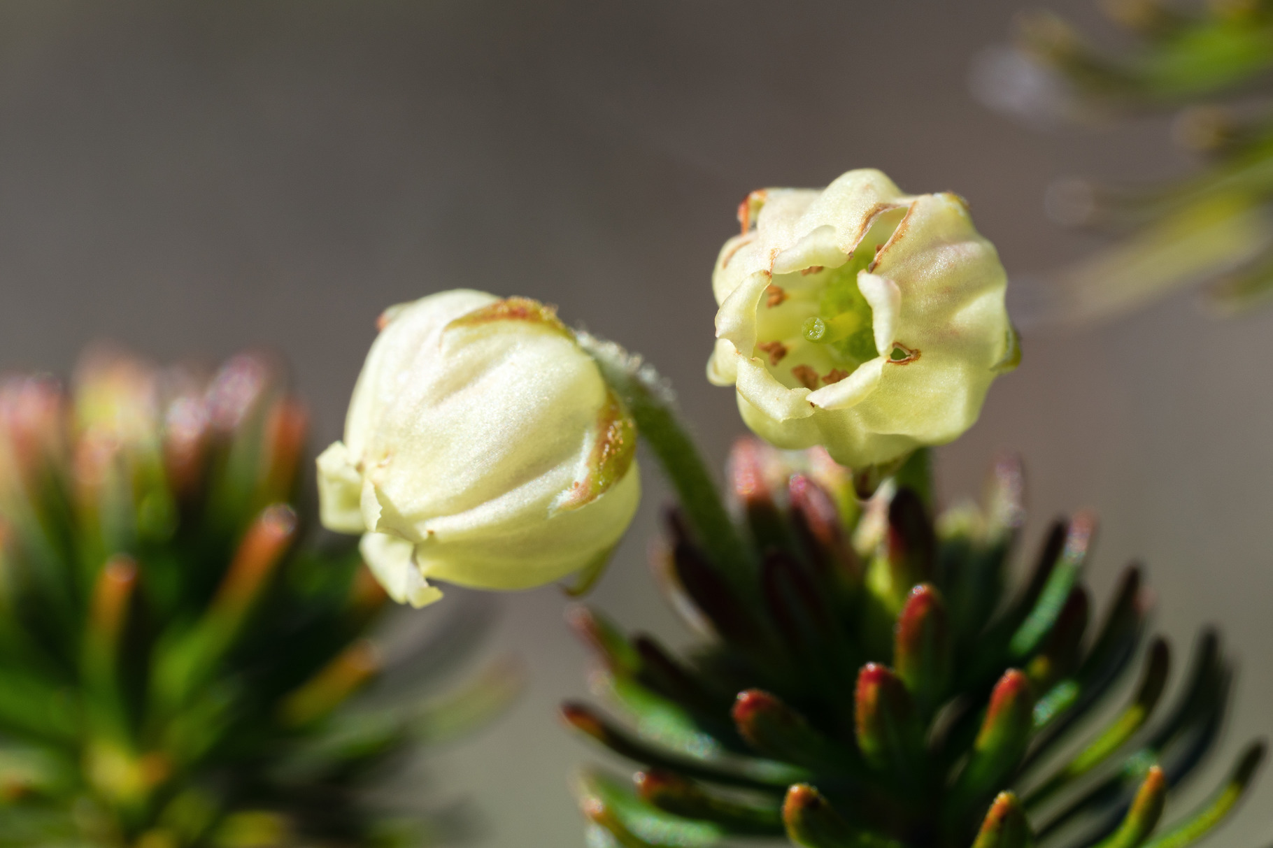 Golden flowers Siberian Juniper, a Nature Photo by Alexander-Piragis