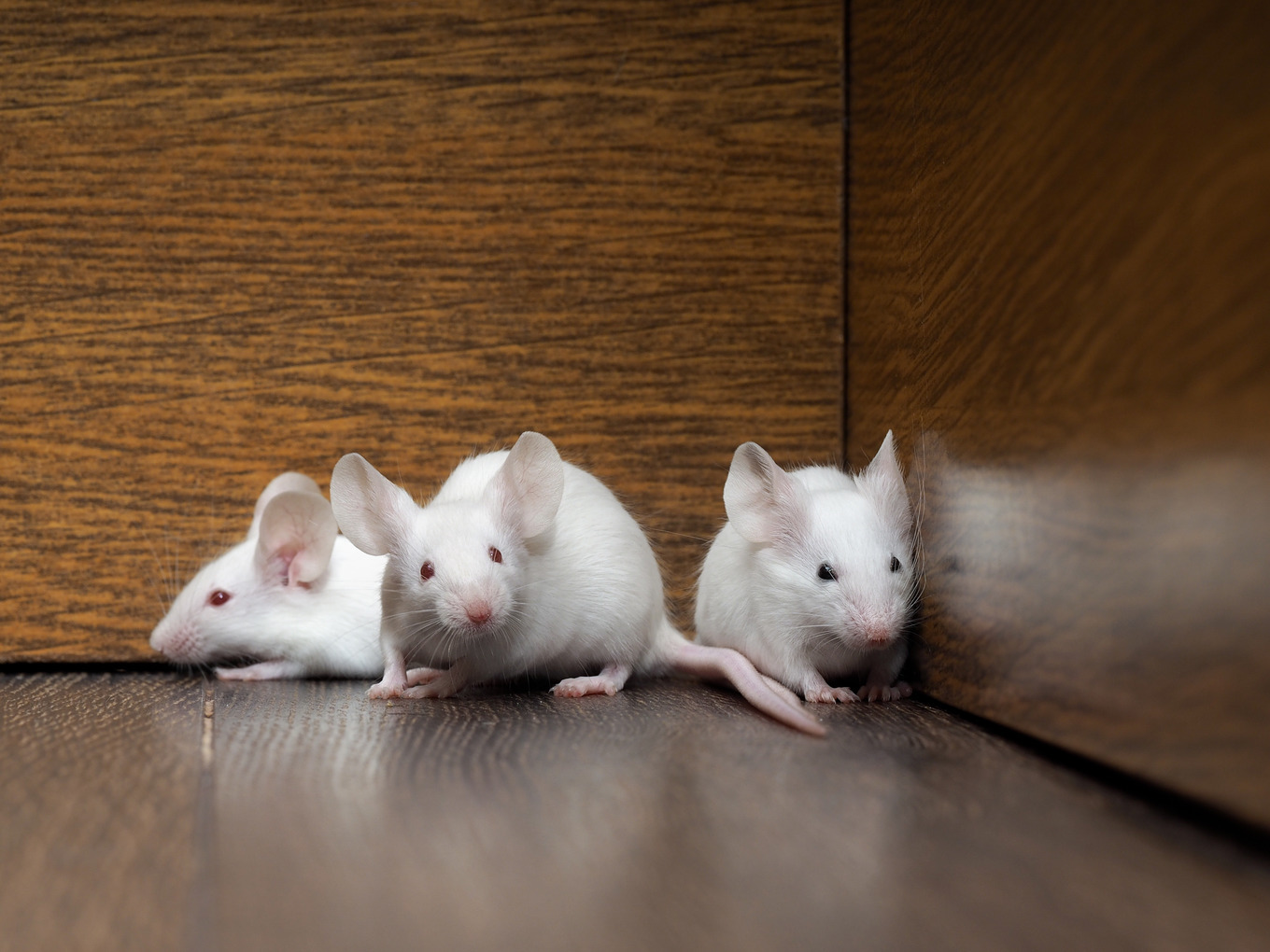 Nest of white mice in the old cabinet. Three mouse - white hair, red ...