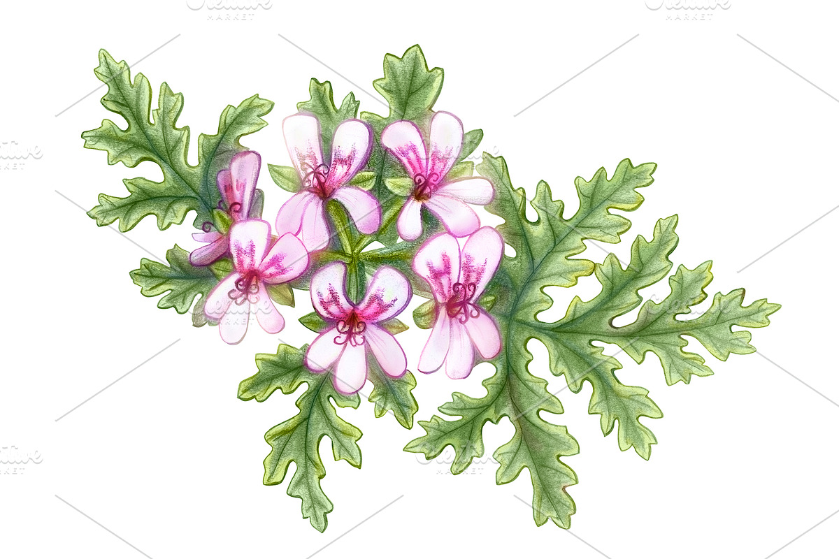 Rose Geranium Pencil Drawing, an Illustration by Anna Repp Illustration ...
