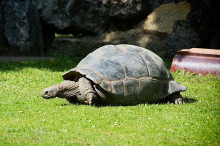 Giant turtle in galapagos islands containing turtle, tortoise, and ...