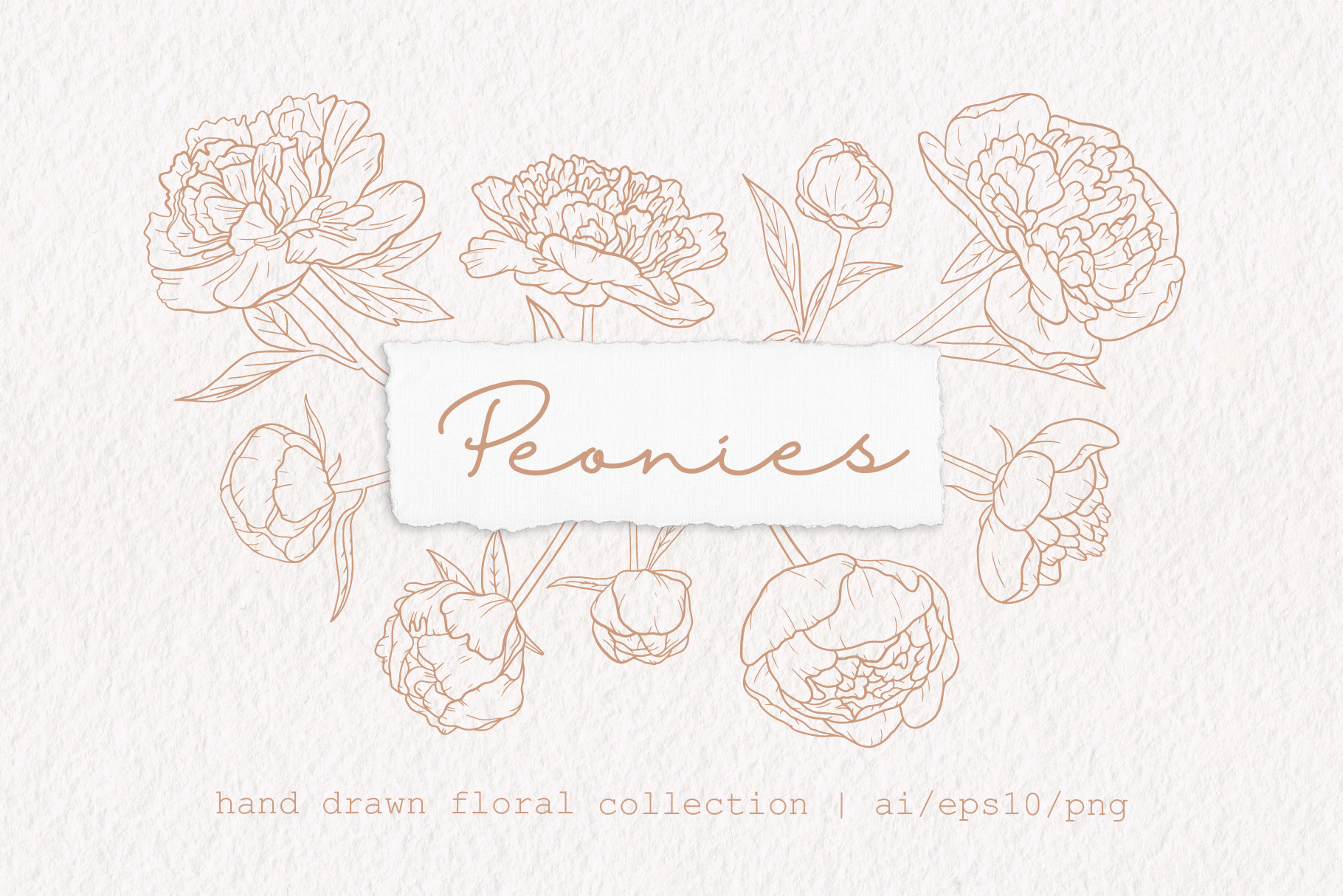 Peonies | Hand drawn flowers, an Illustration by katieromanoff_art