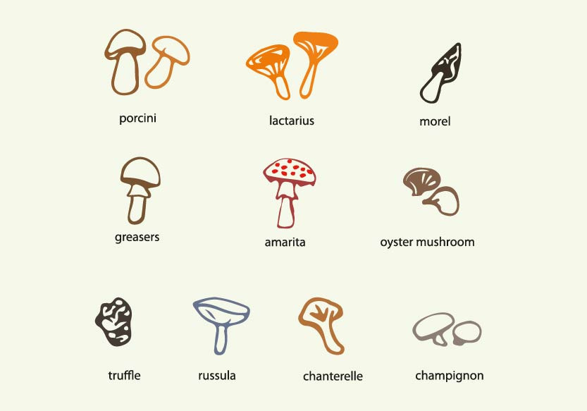 Hand drawn mushrooms clip art set, an Illustration by Svetlana Voloshina