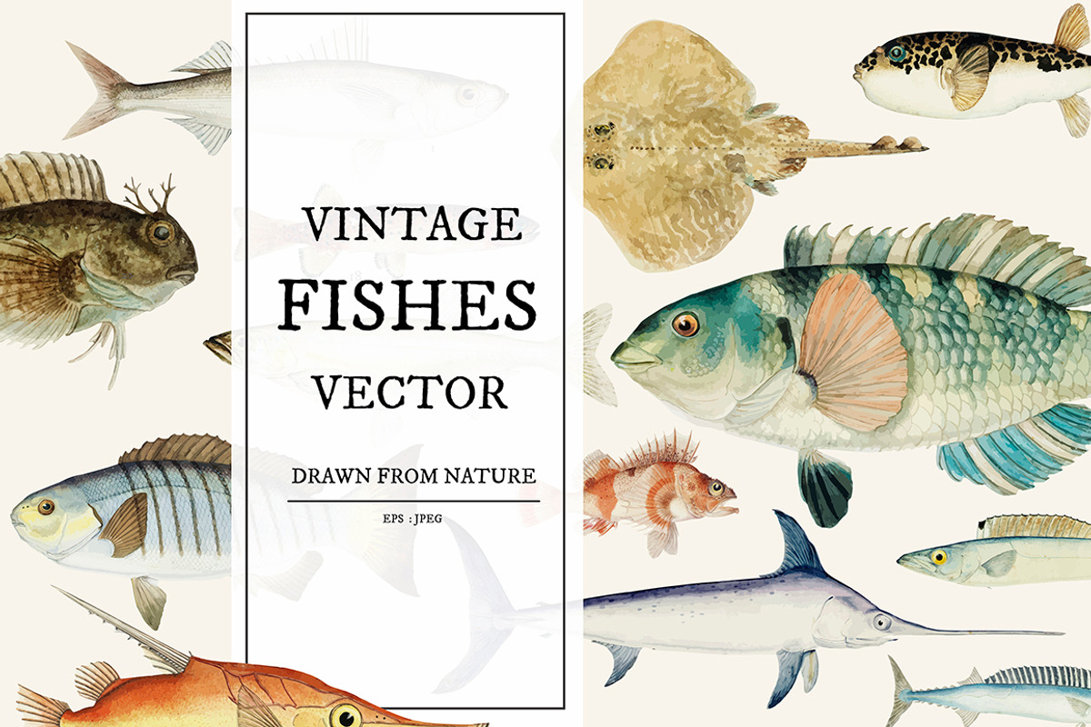 Vintage fishes vector, an Animal Illustration by rawpixel | Creative Market