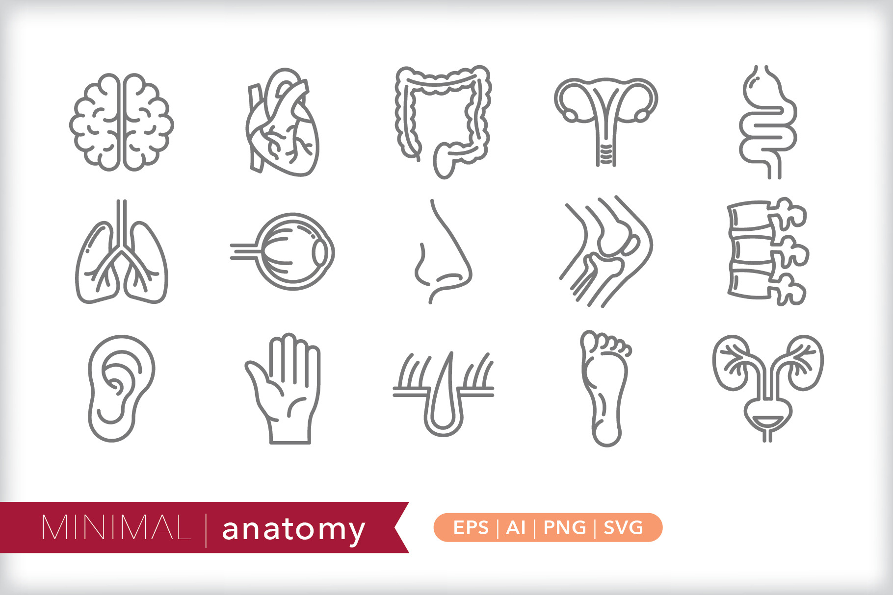 Minimal anatomy icons, an Outline Icon by Picture Window