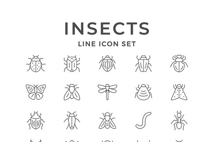 Insects | Outline Icons ~ Creative Market