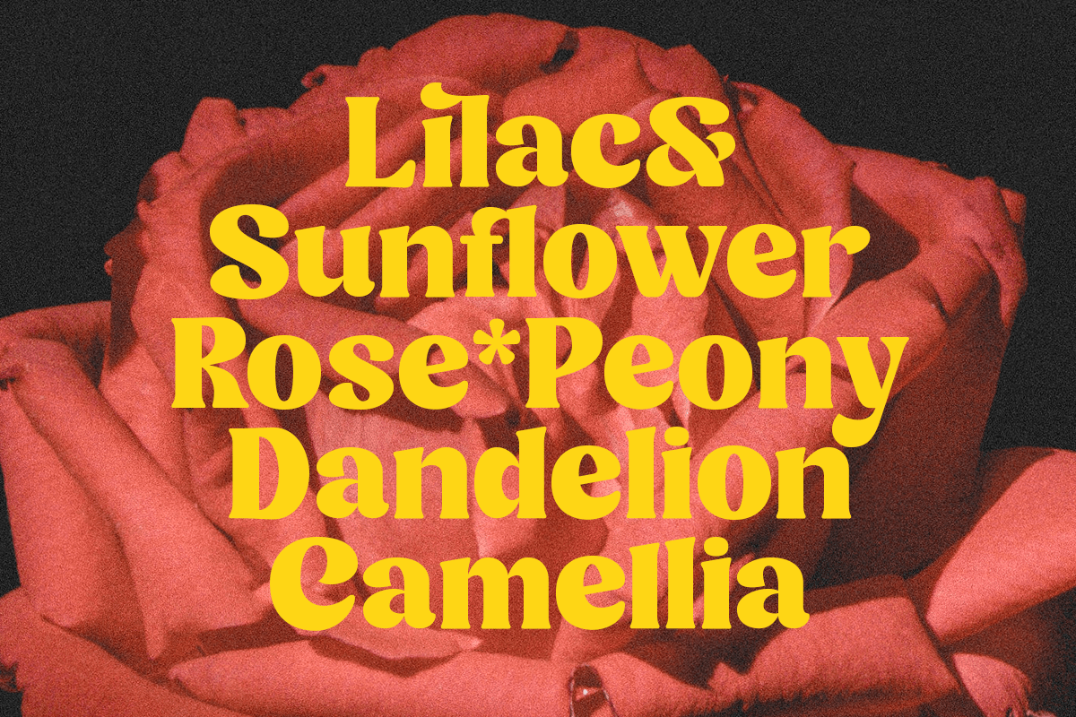 Minya - Retro Font (Outline Version), a Serif Font by Dharmas Studio