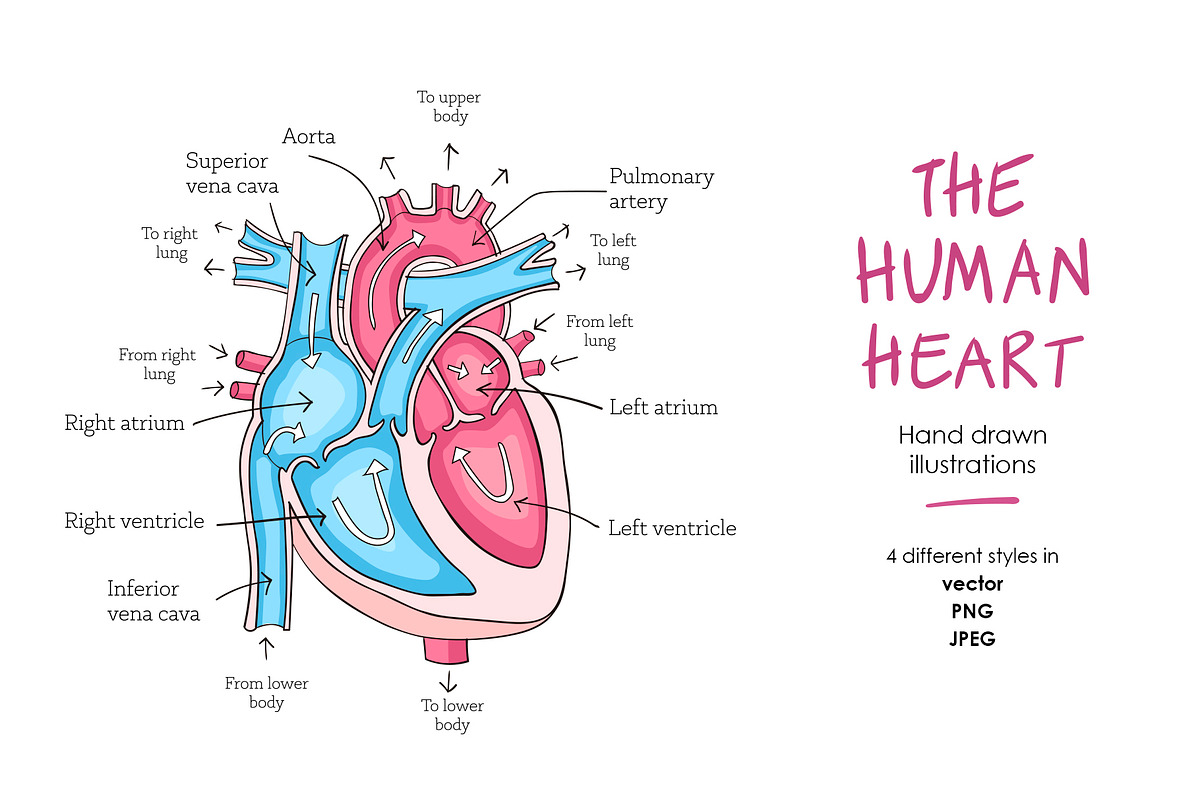 Human heart anatomy, an Education Illustration by Illustrationsforteachers