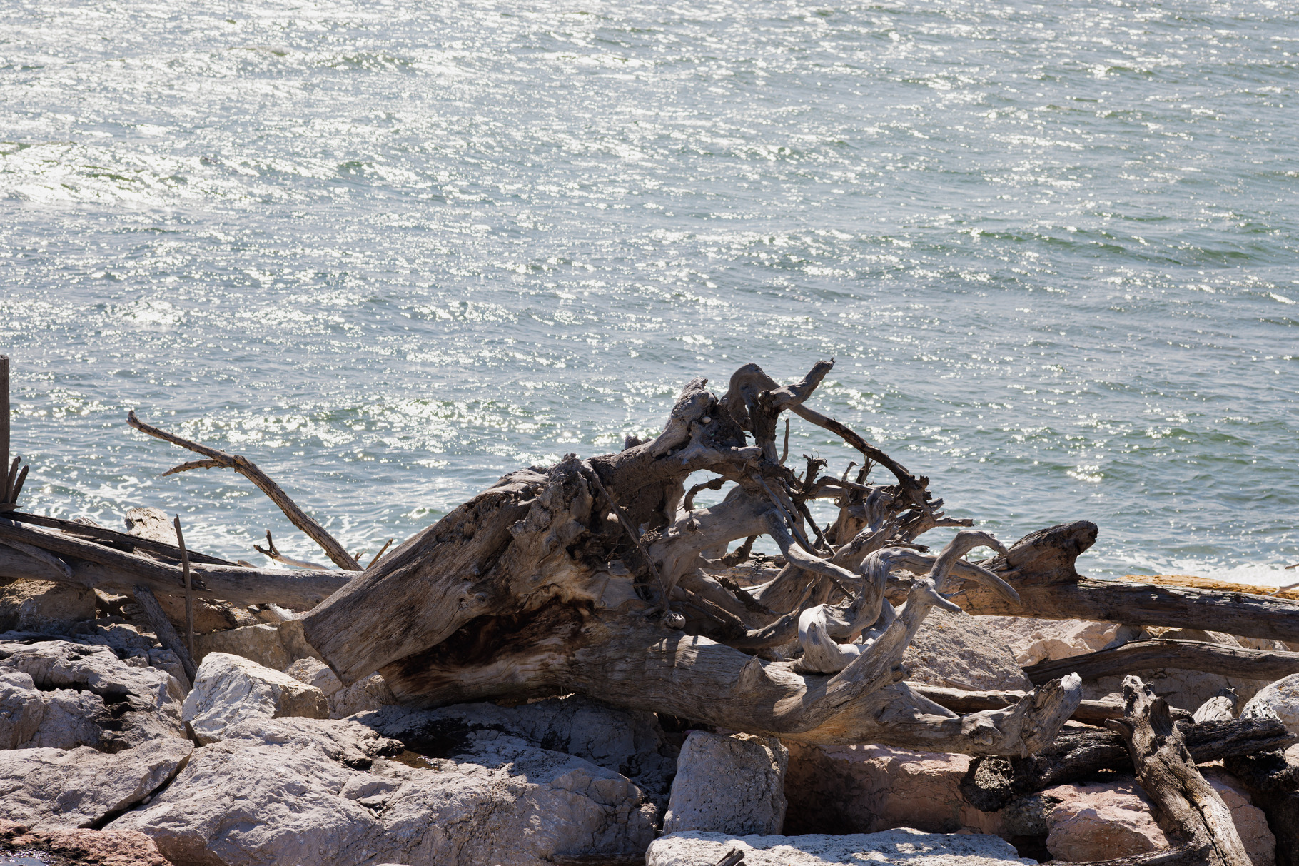 Rotten driftwood, branches, and logs washed ashore by the sea on, a ...