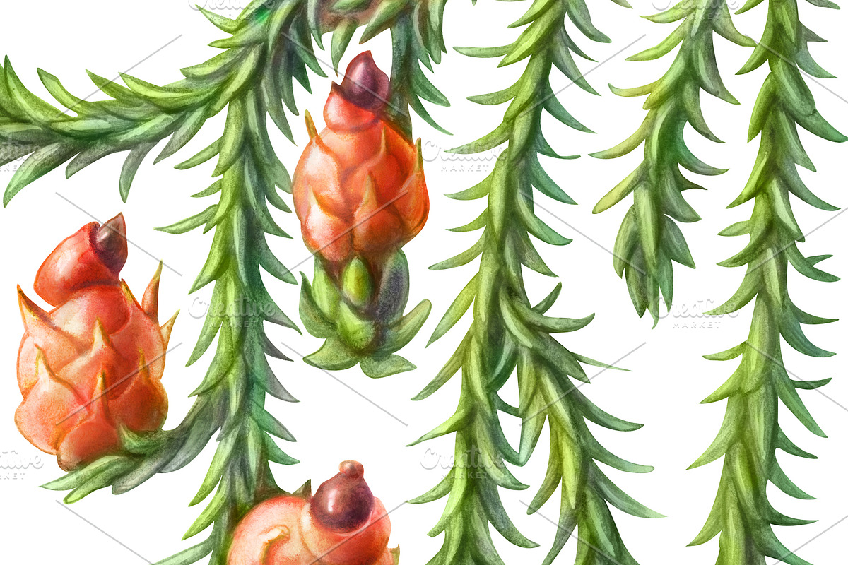 Rimu Tree Pencil Illustration, an Illustration by Anna Repp Illustration