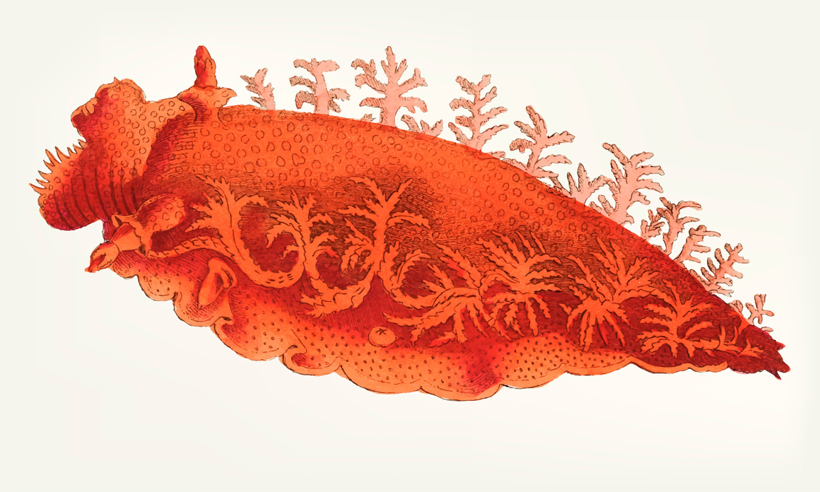 Illustration of Palmiferous Doris, an Animal Illustration by rawpixel