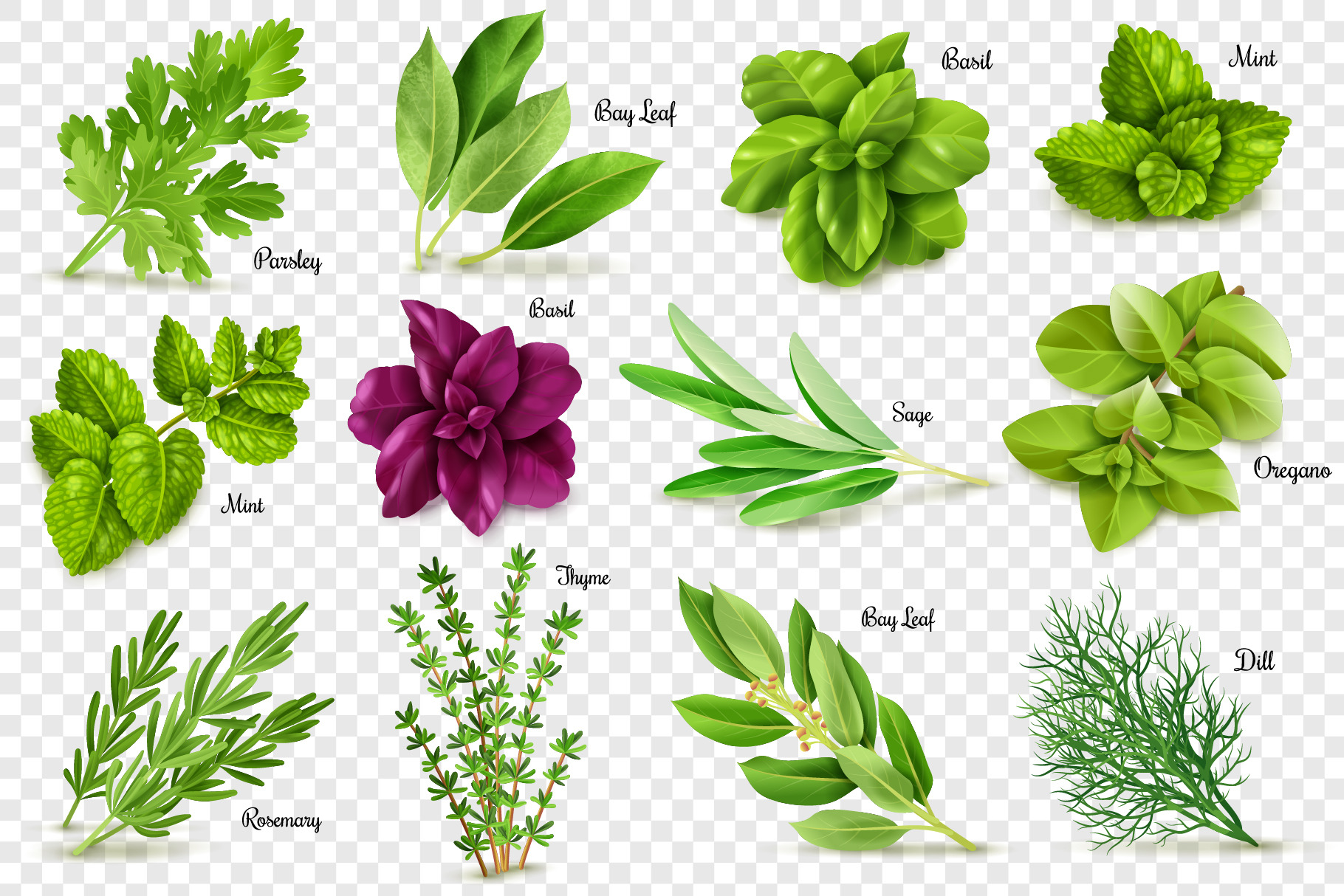 Spices herbs bundle, an Illustration by Vectorcreator