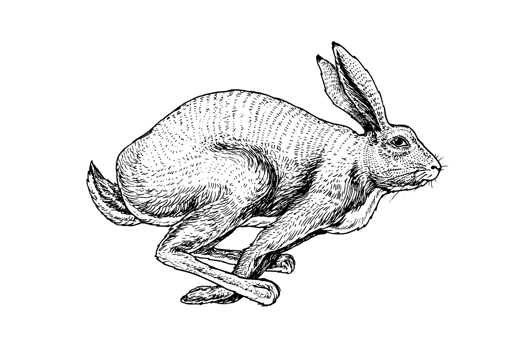 Soaring hare Wild forest, an Animal Illustration by Arthur Balitskiy ...