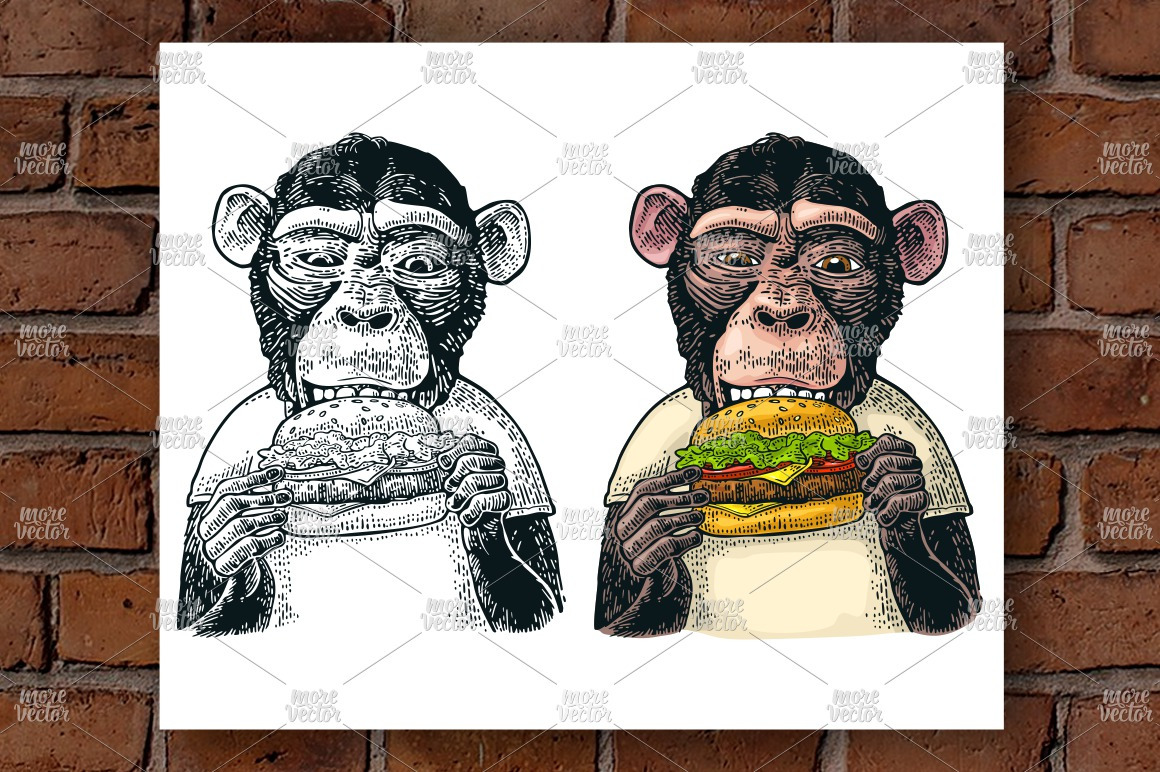 Monkey eat hamburger Engraving, an Animal Illustration by MoreVector