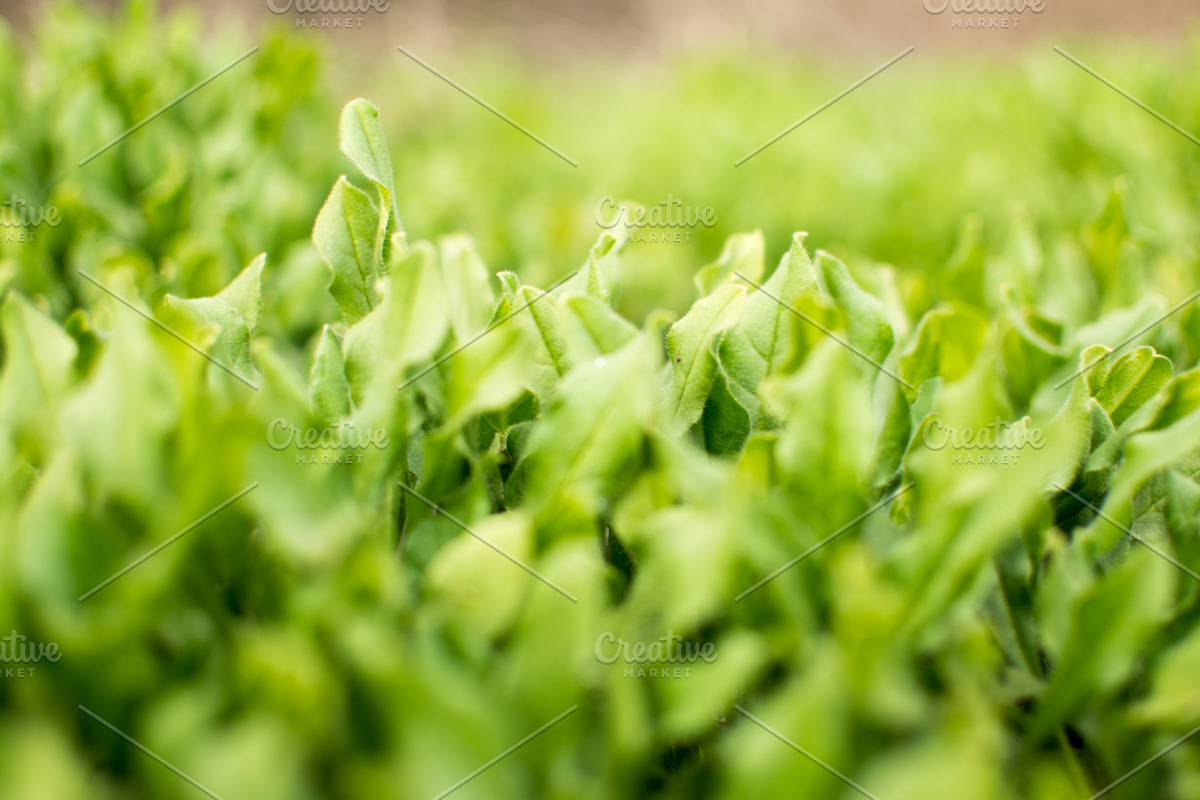 Green Bundle, 16 photos, a Nature Photo by Frostroomhead