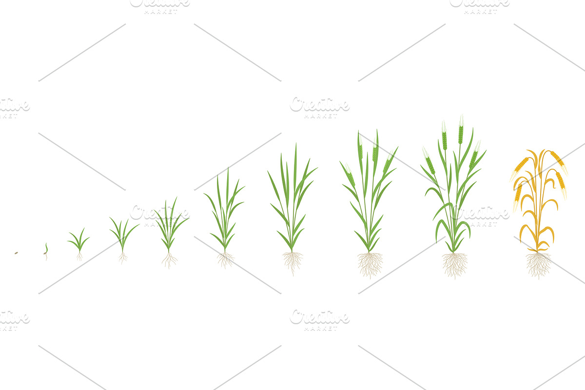 Barley growth stages, an Illustration by Ilia Design