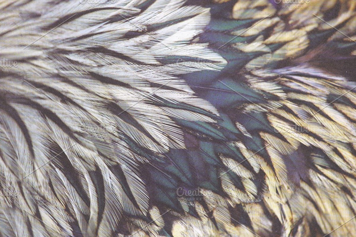 Feather Textures, a Texture Graphic by Blue Line Design