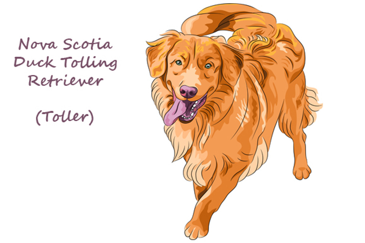 Nova Scotia Duck Tolling Retriever, an Animal Illustration by kavalenkava