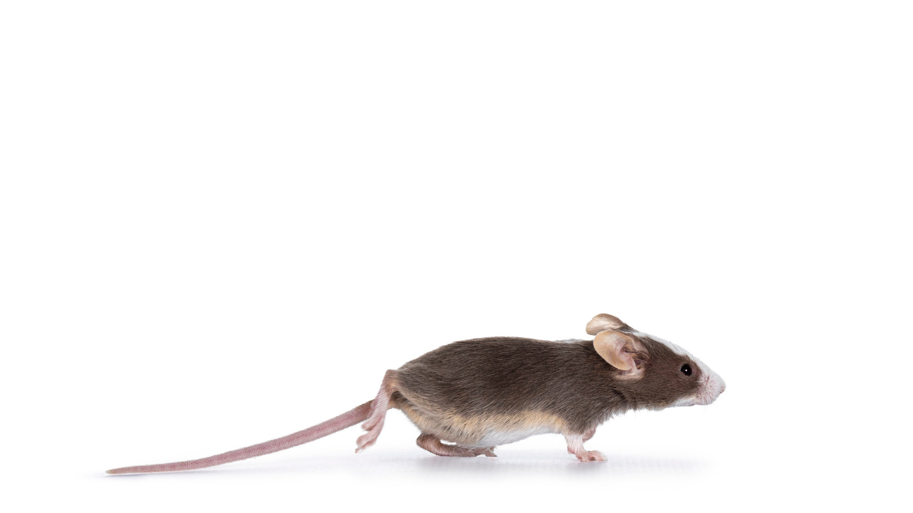 Common mouse on white background, an Animal Photo by Cat'chy Images by ...