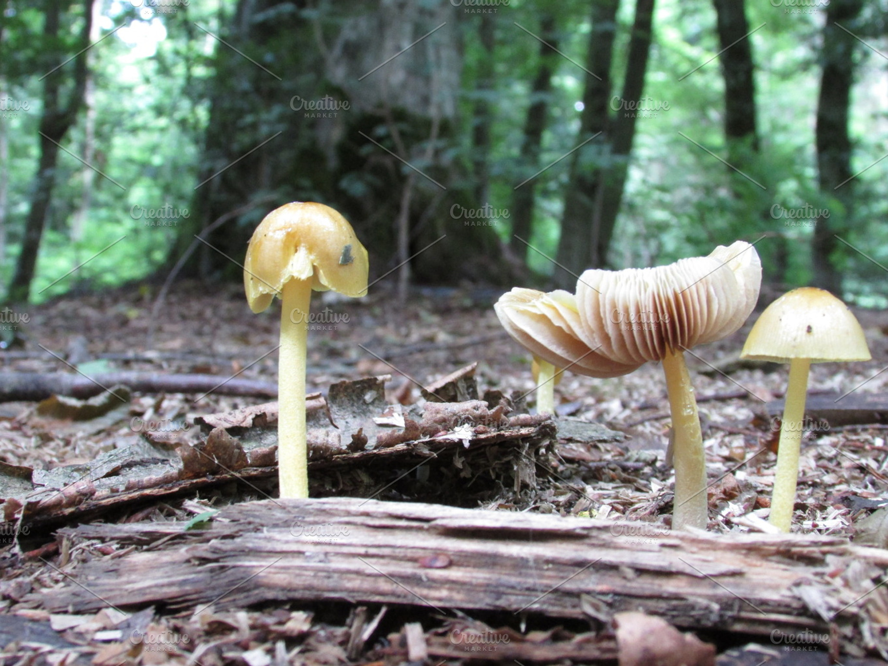 Mushrooms stock photograph, a Nature Photo by WPbonsai Std. | Creative ...