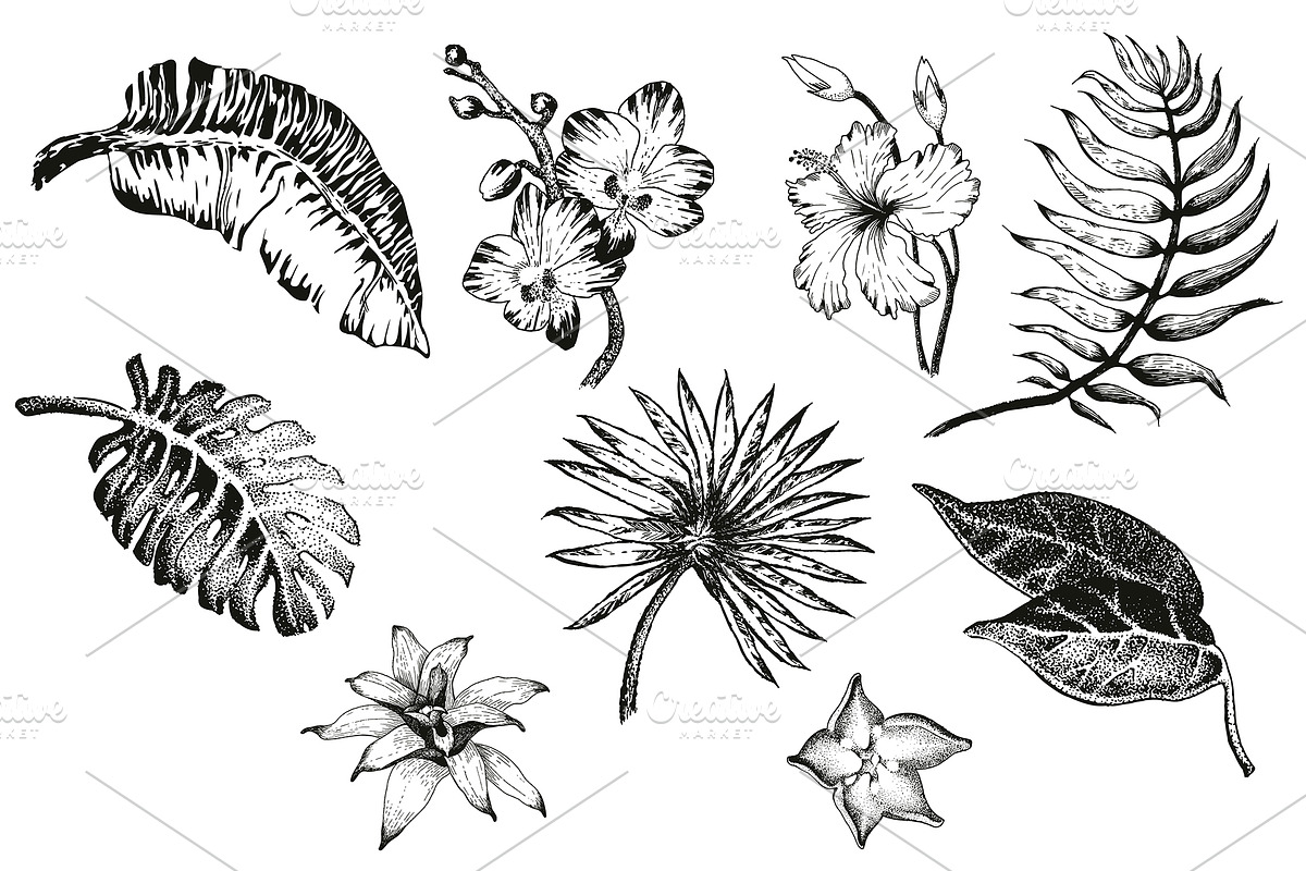 Tropical Plants and Patterns, a Texture Illustration by Katyr