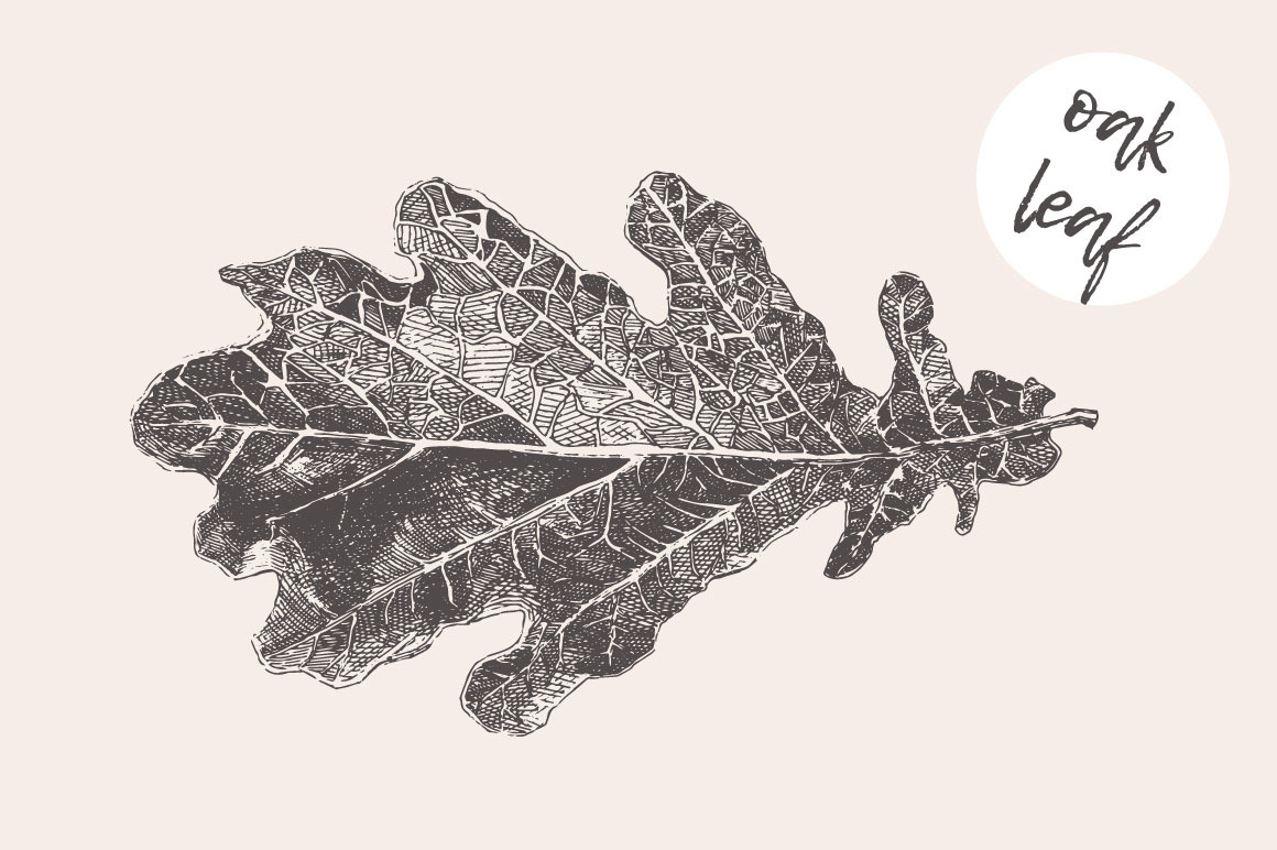 Illustration of an oak leaf | Illustrations ~ Creative Market