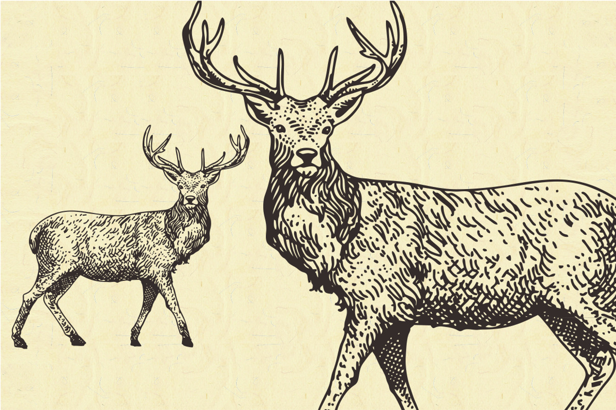 DEER VINTAGE hand drawing vector, an Object Illustration by Wolfordeer