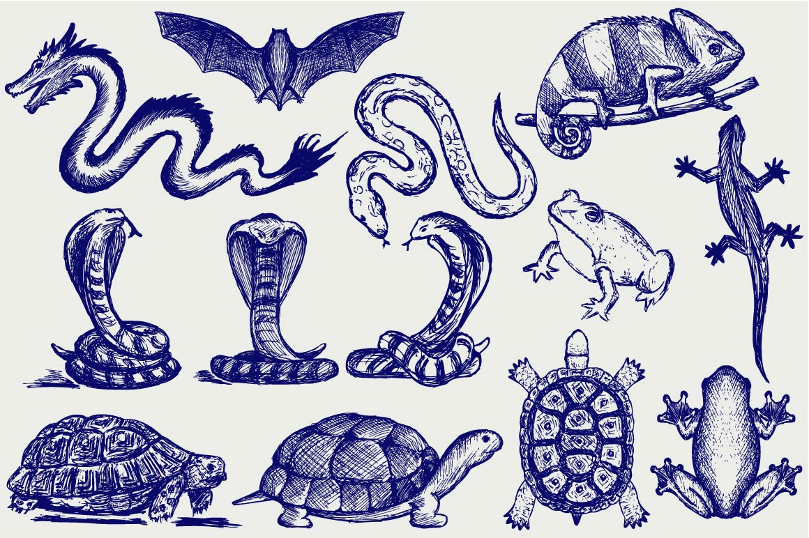 Different types of reptiles, an Animal Illustration by LineworkStock