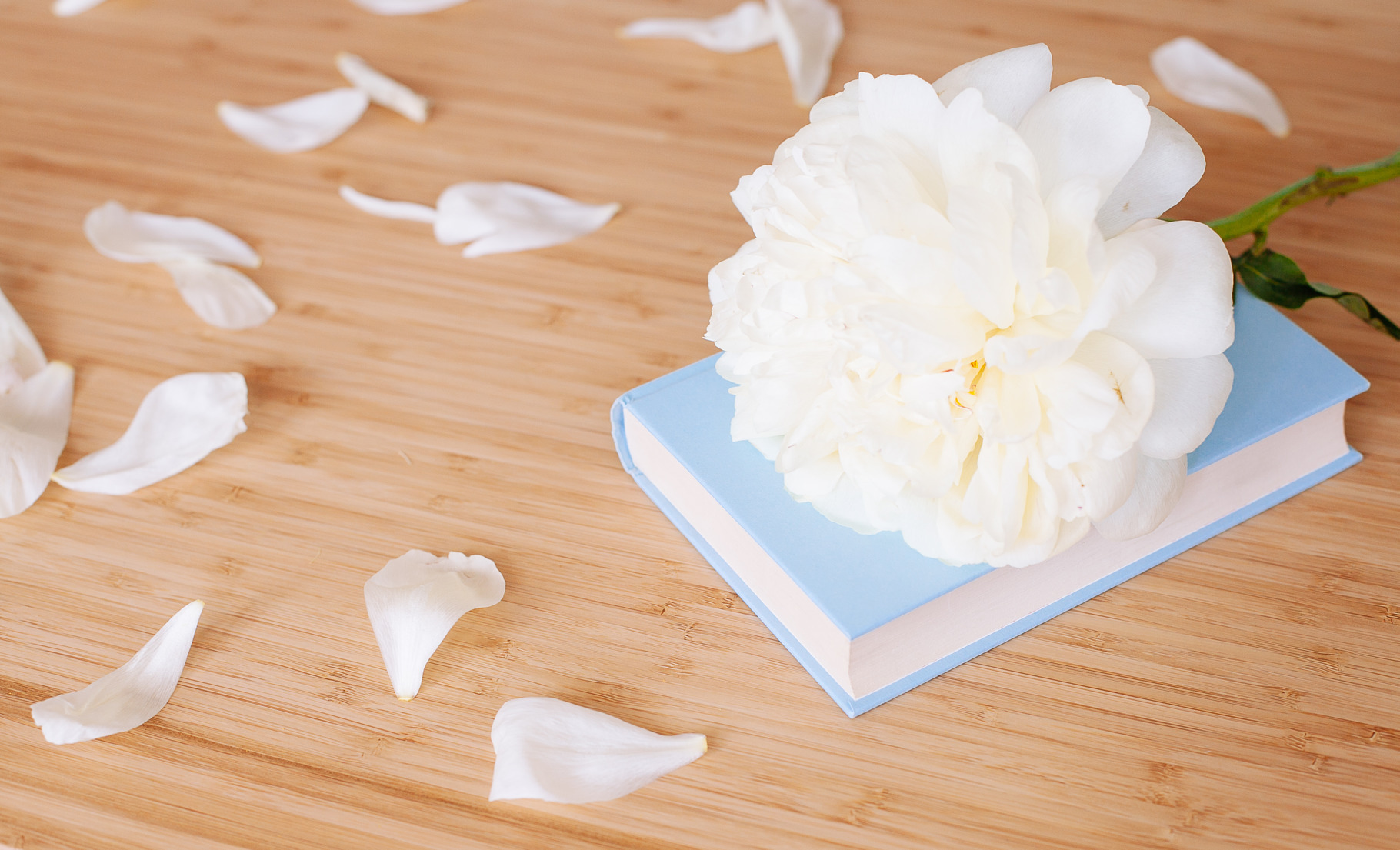 Peony flower and blue book featuring anniversary, art, and background ...