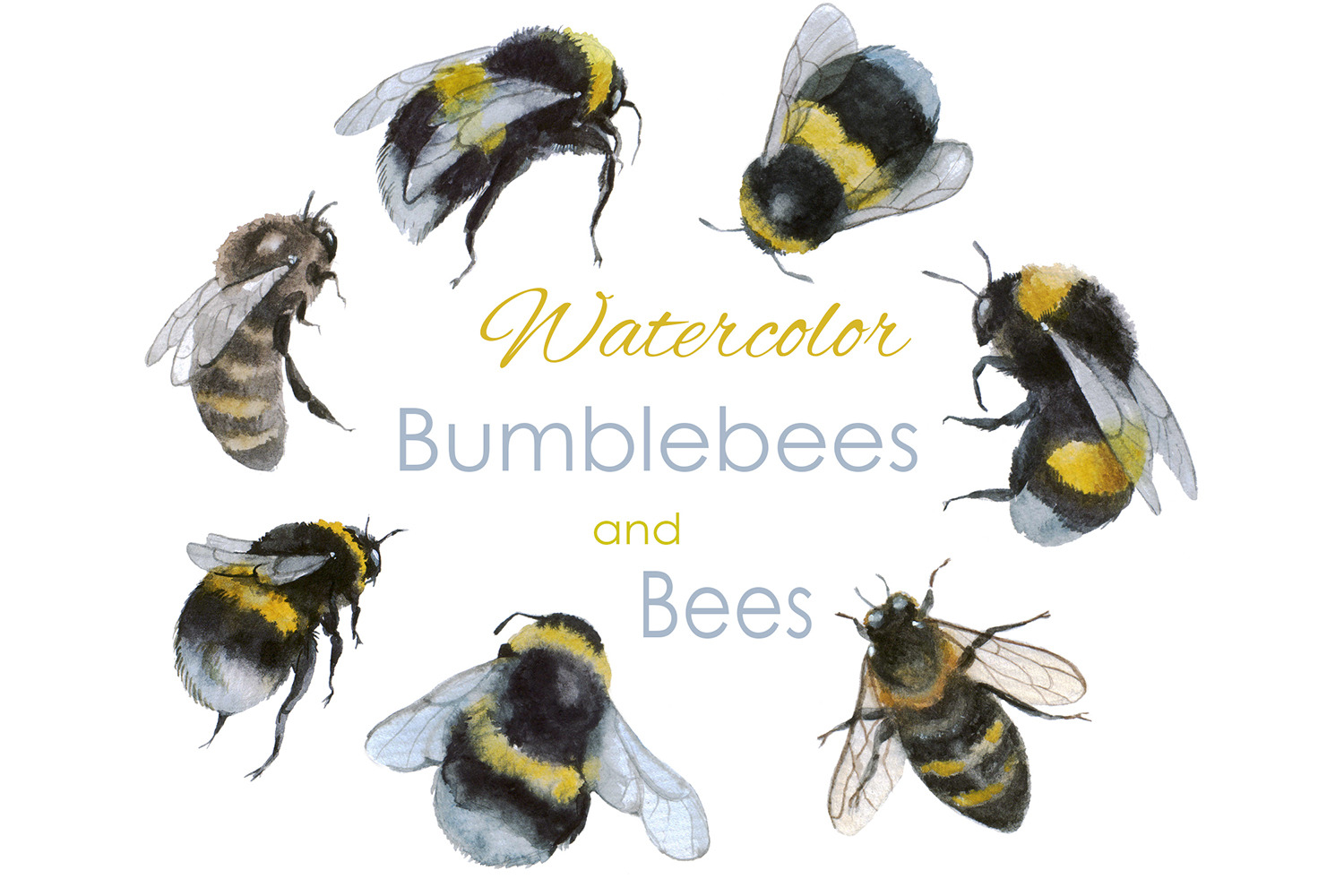 Bee clipart. Bumble bee. Watercolor, a Decorative Illustration by ...