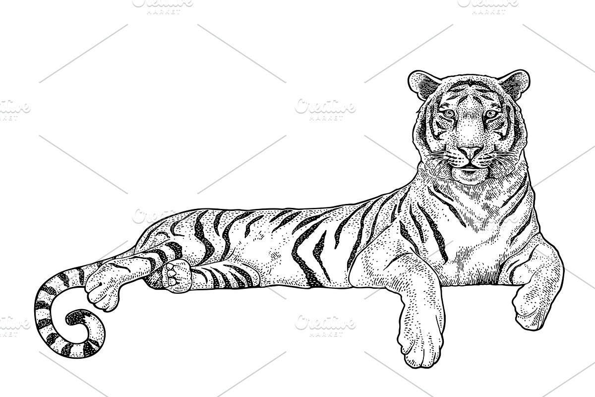 Lying tiger. Vintage black engraving, an Animal Illustration by ...