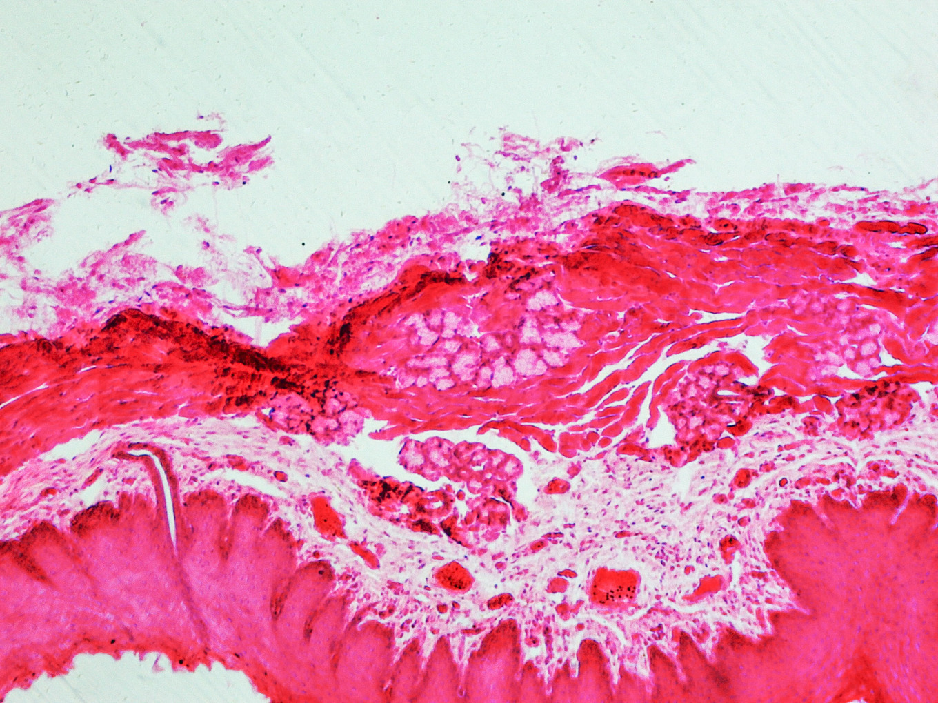 Epithelium section featuring epithelium, cell, and cells, a Nature ...