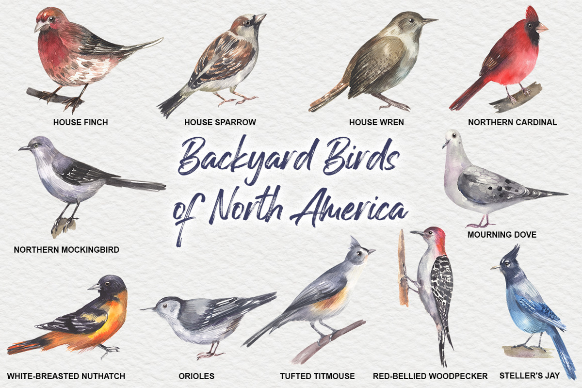 Backyard Birds of North America, an Animal Illustration by FITALARTSNEDIGI