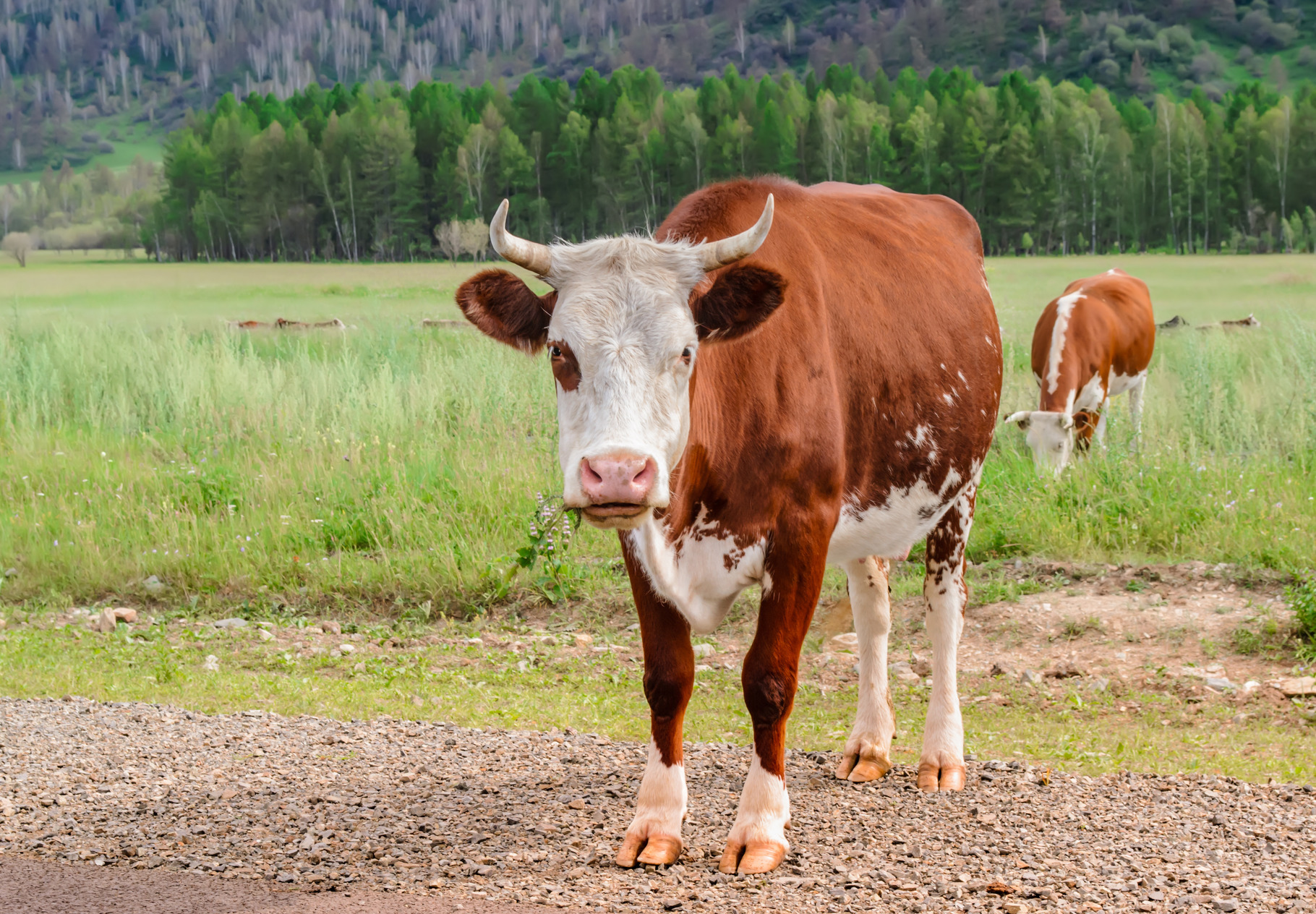 Red cow with white muzzle against backdrop of Altai Mountains, an ...