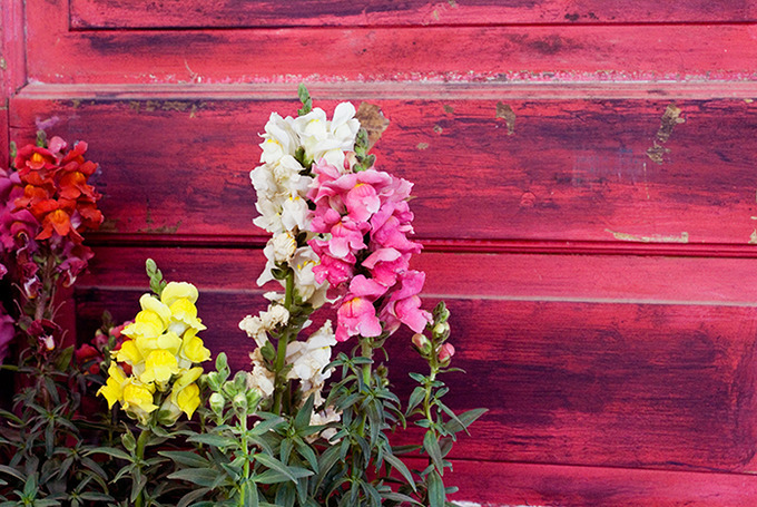 Snapdragons and red door stock photo containing snapdragon and flower ...