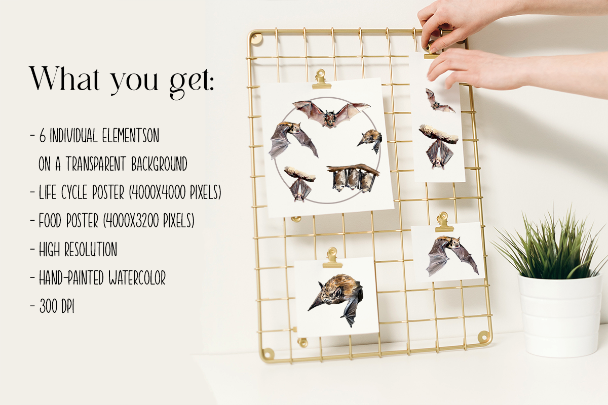 Bat Life Cycle and Clip Arts, an Animal Illustration by Tati Bordiu