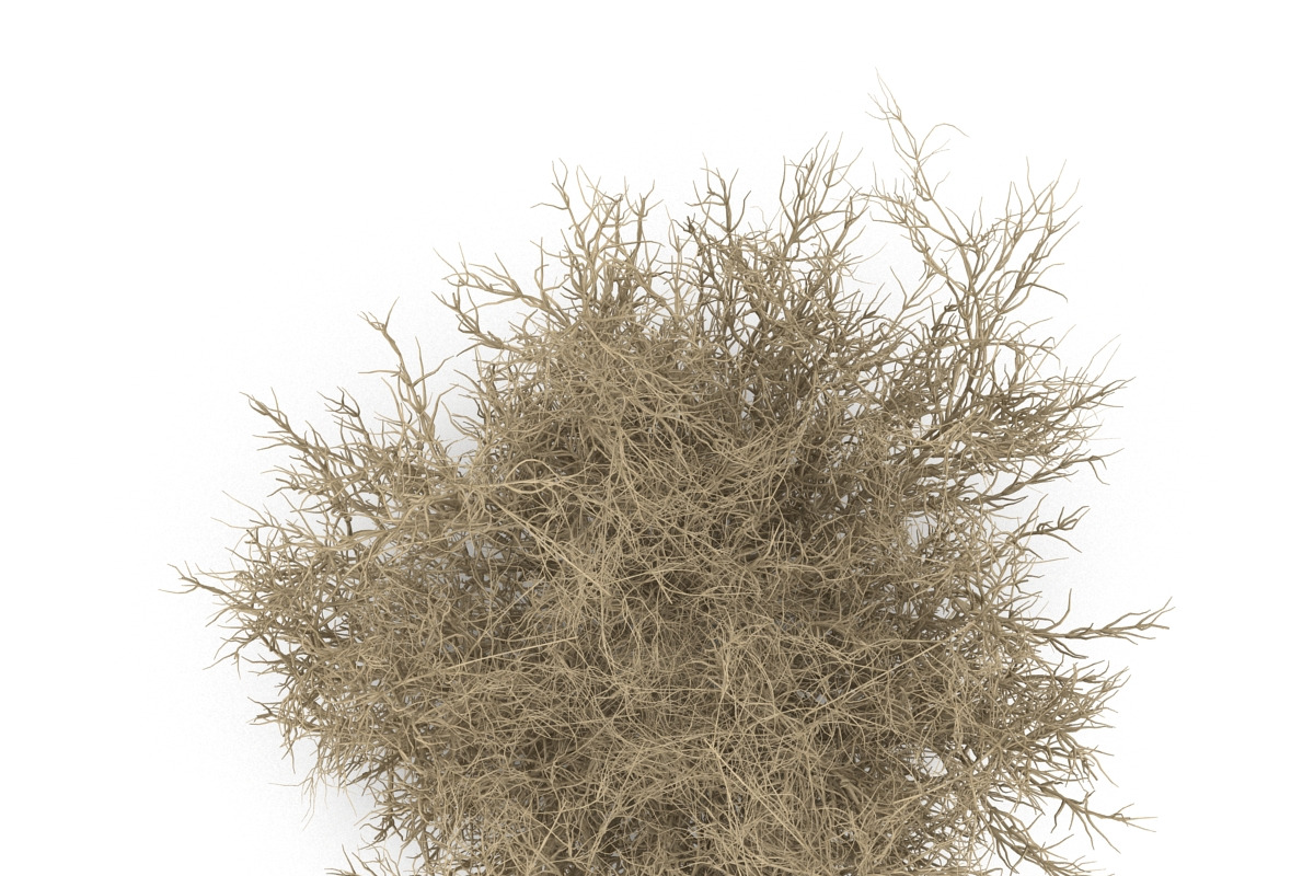 Tumbleweed, an Environmental 3D Model by AndrewWhite