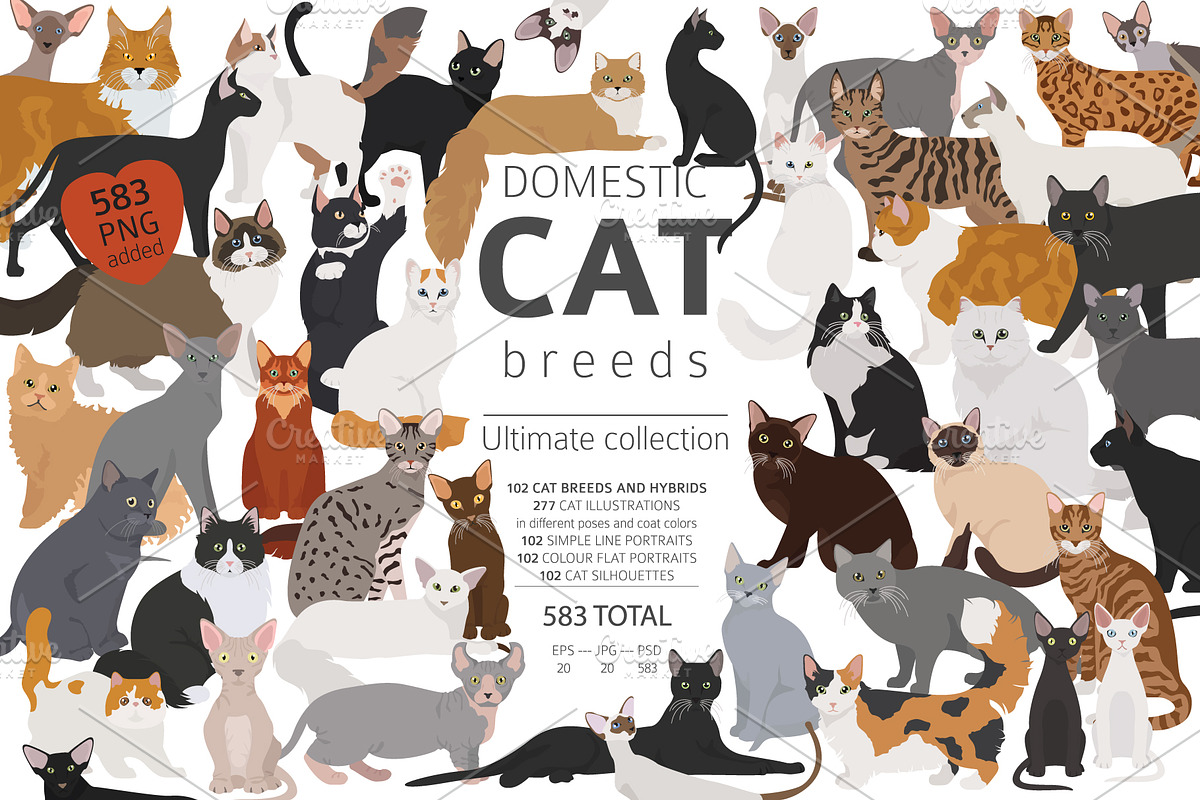 Domestic cat breeds and hybrids, an Animal Illustration by pet design shop