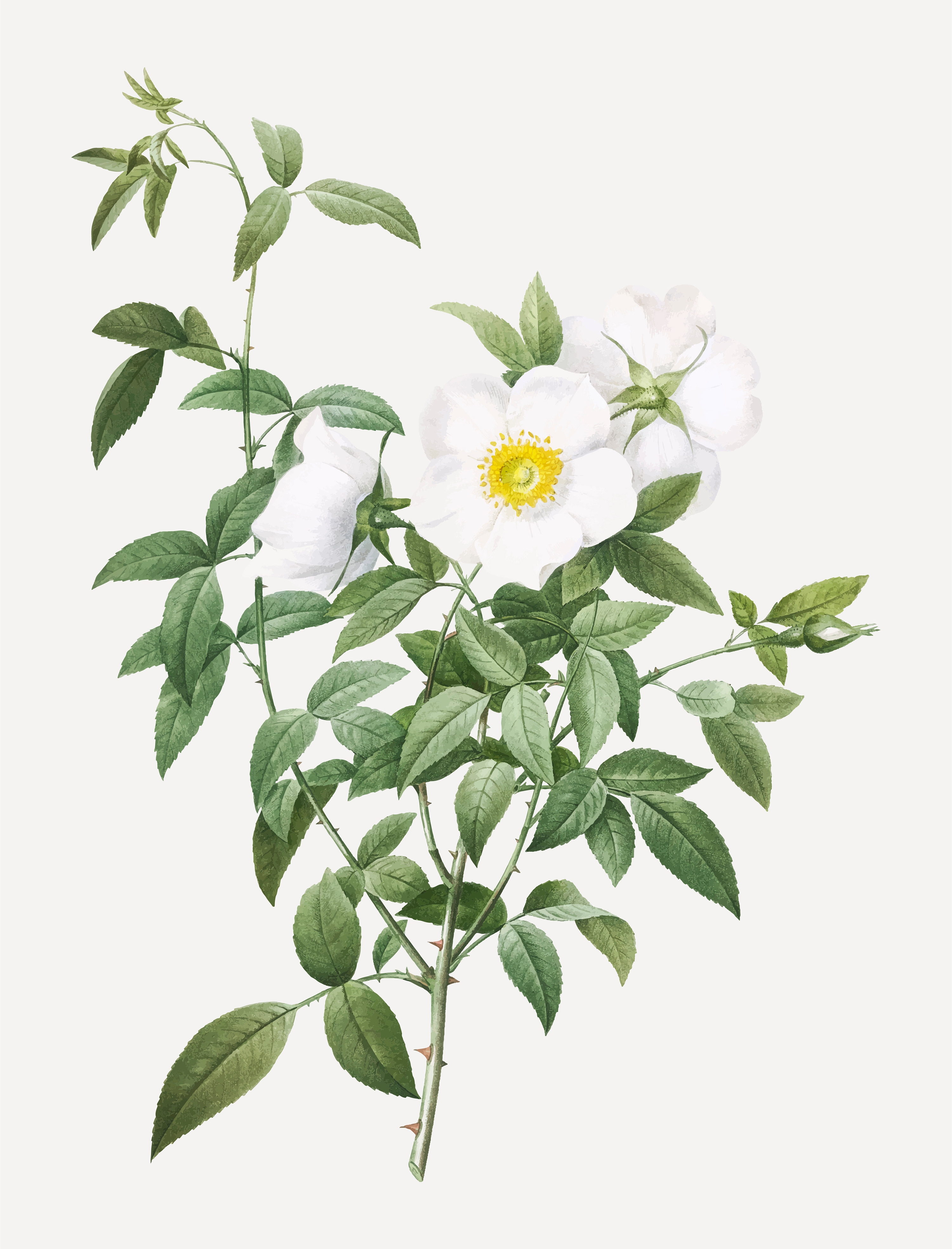 Blooming white roses, a Graphic by rawpixel