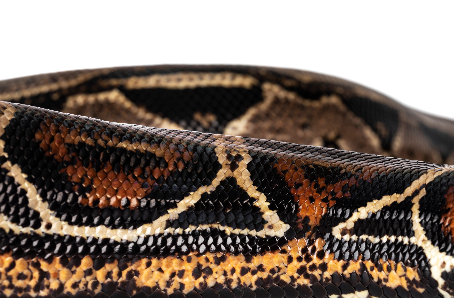 Adult Boa Constrictor snake on white, an Animal Photo by Cat'chy Images ...