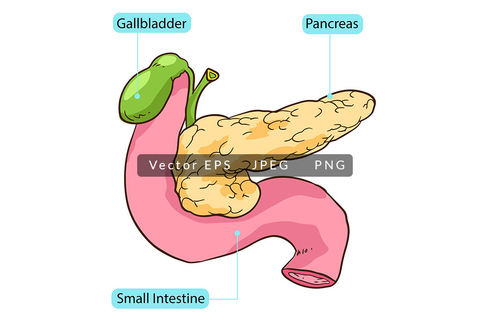 Human Pancreas Body Parts Anatomy, a Healthcare Illustration by SCworkspace