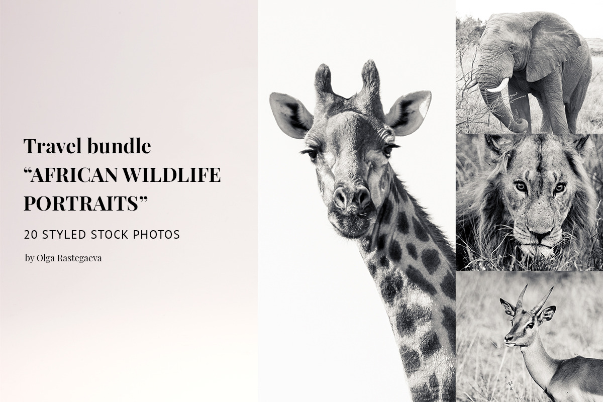 Travel Bundle African Wildlife, an Animal Photo by Orange Traveler ...