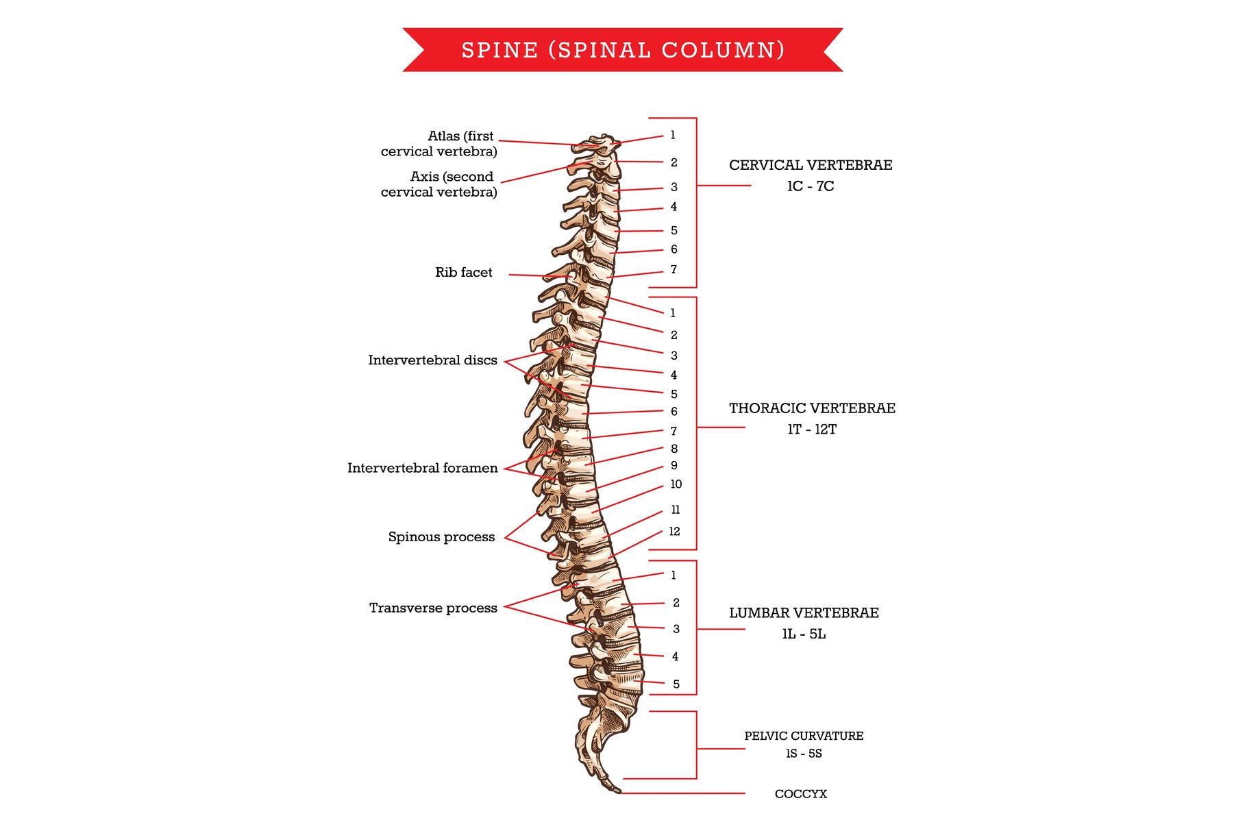 Spine bones anatomy, vector, a Healthcare Illustration by Vector ...