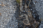 Roots Breaking Through Driveway, a Nature Photo by LisaKoubou