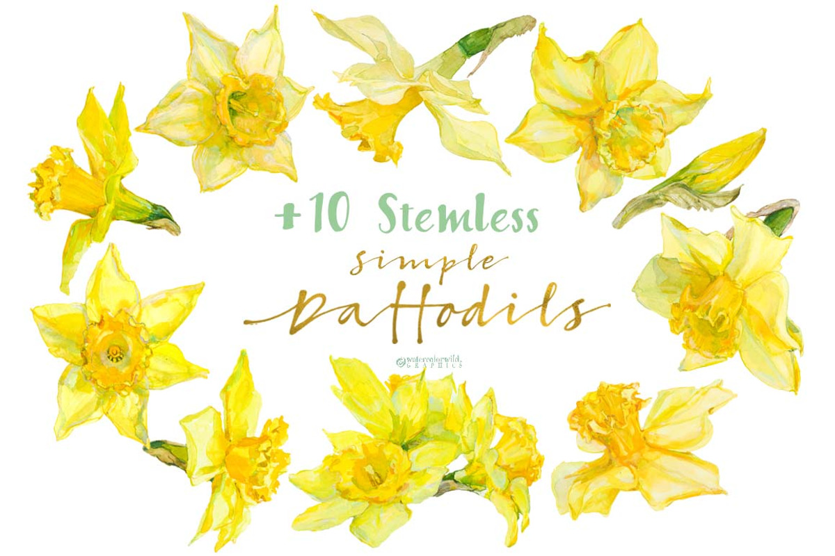Simple Daffodils, an Illustration by watercolorwild.graphics