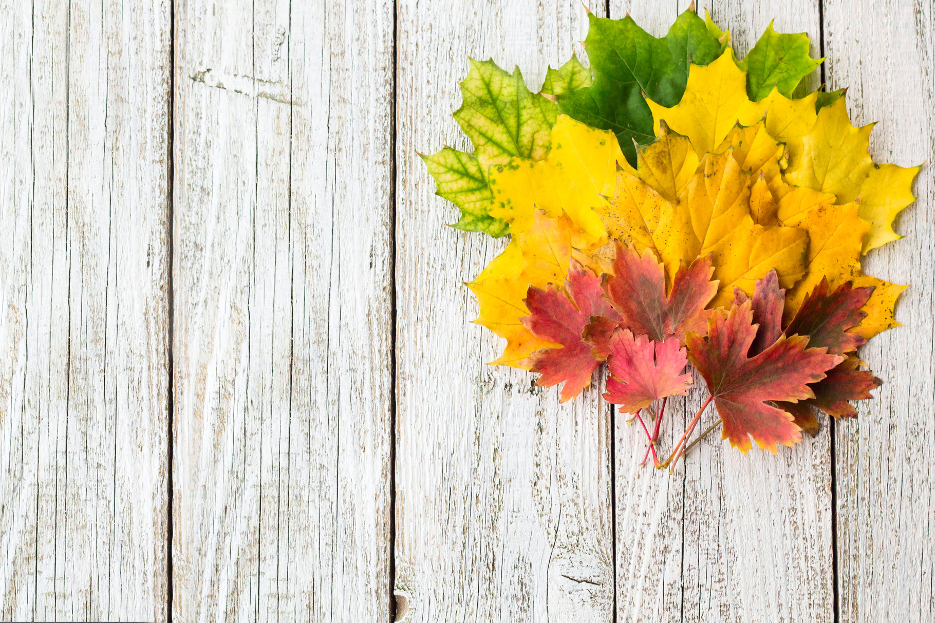 Maple leaves on white background, a Nature Photo by dashtik