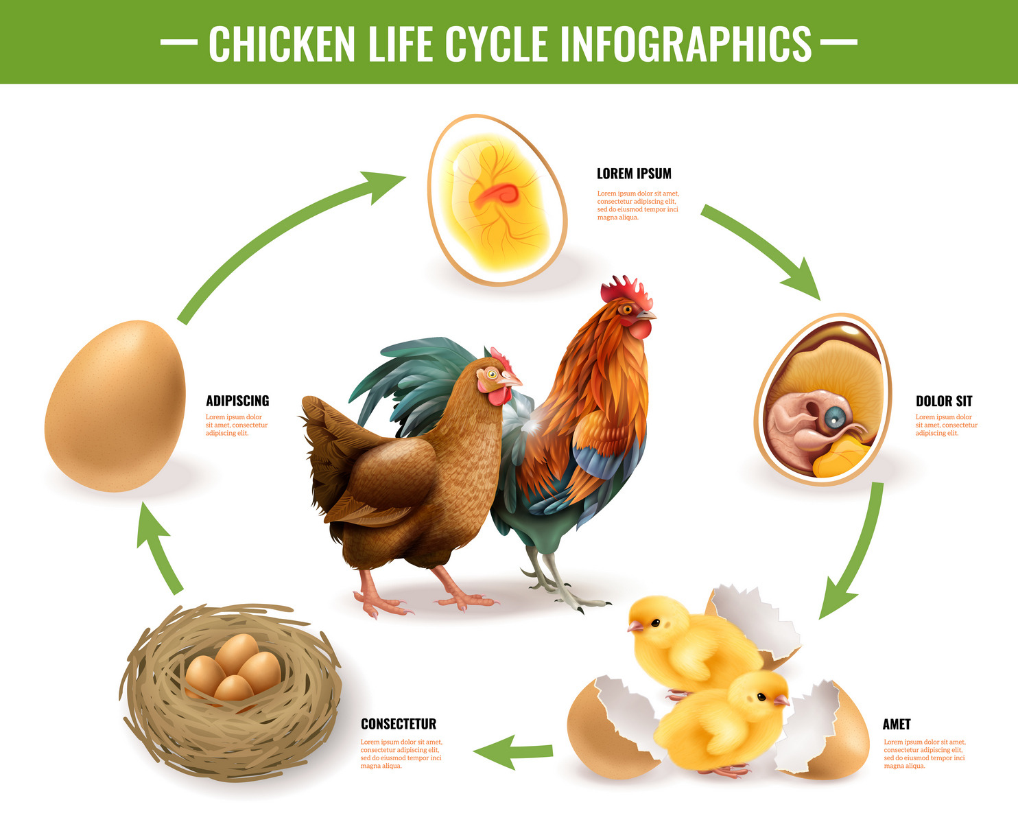 Chicken life cycle infographics | Animal Illustrations ~ Creative Market