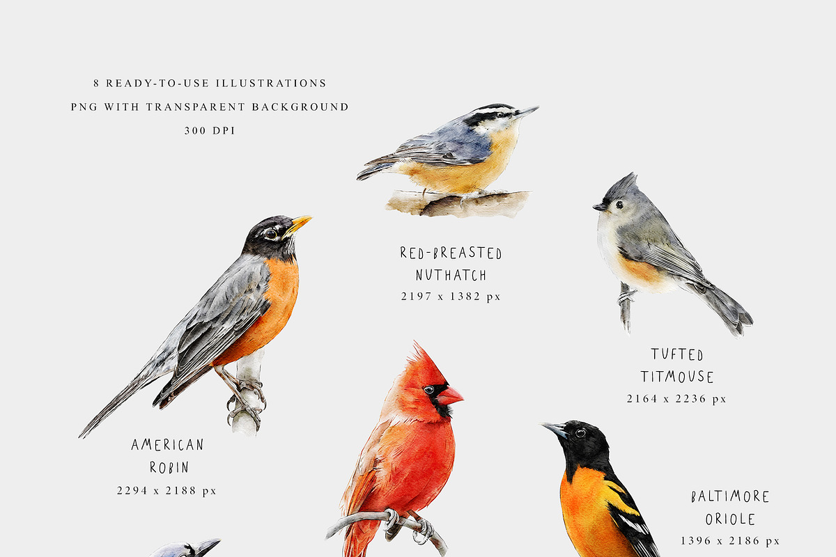 Birds of North America watercolor set